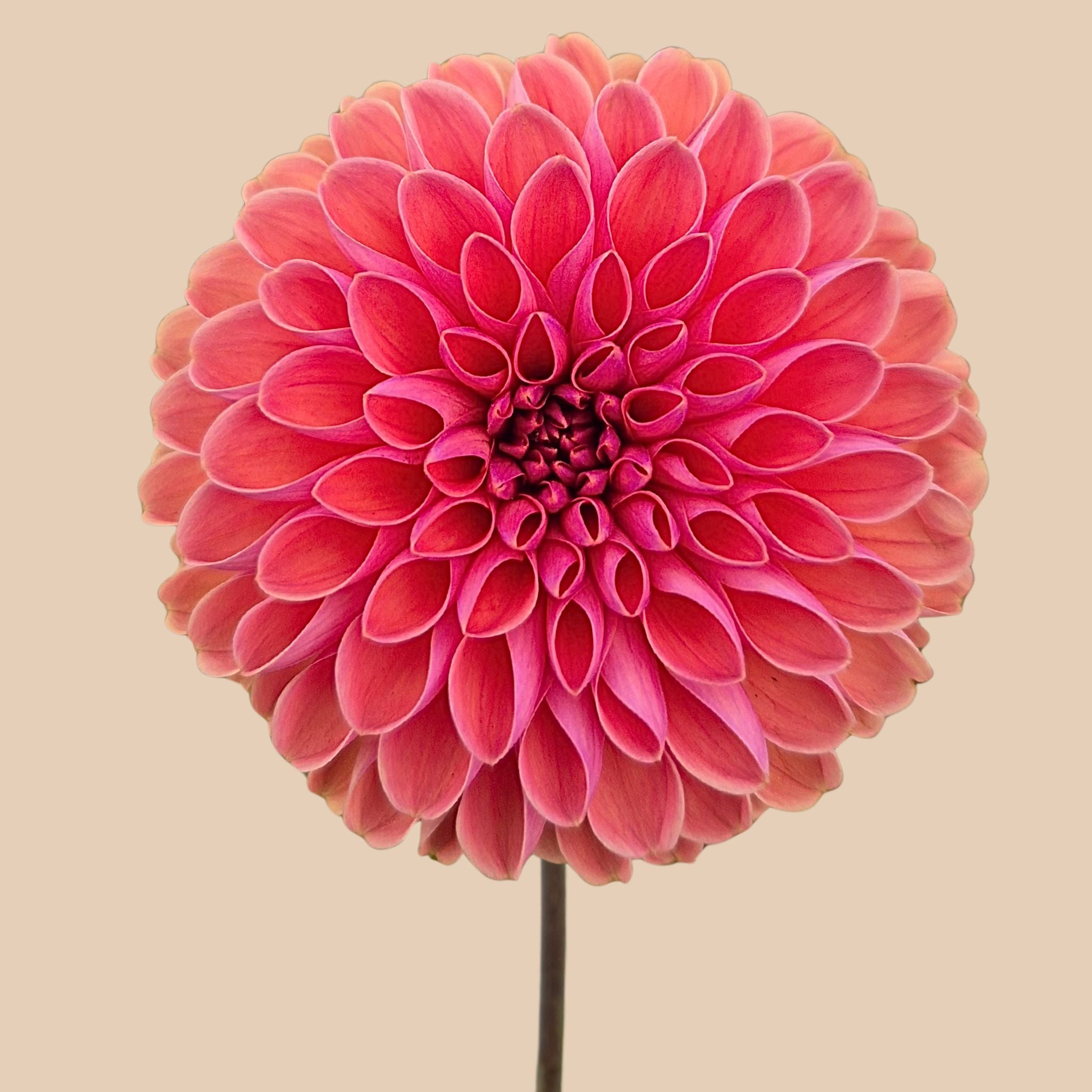 Dahlia ‘Teesbrooke Audrey’ | Pastel collarette die bestuivers lokt – The Blooming Company