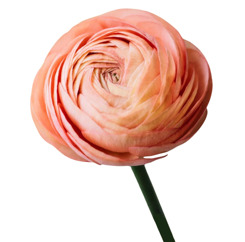 Ranonkels – The Blooming Company