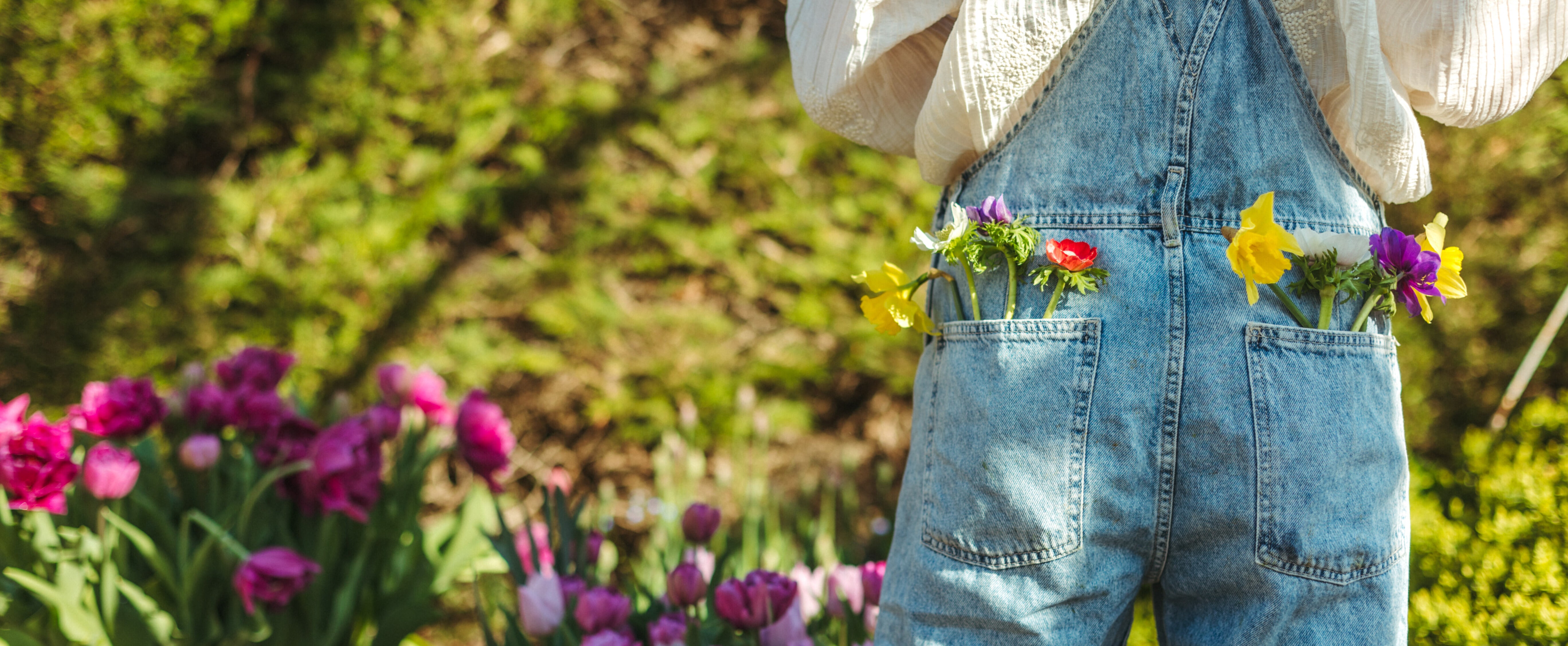 Anemonen verzorgen - Planten, verzorgen & overwinteren tips – The ...