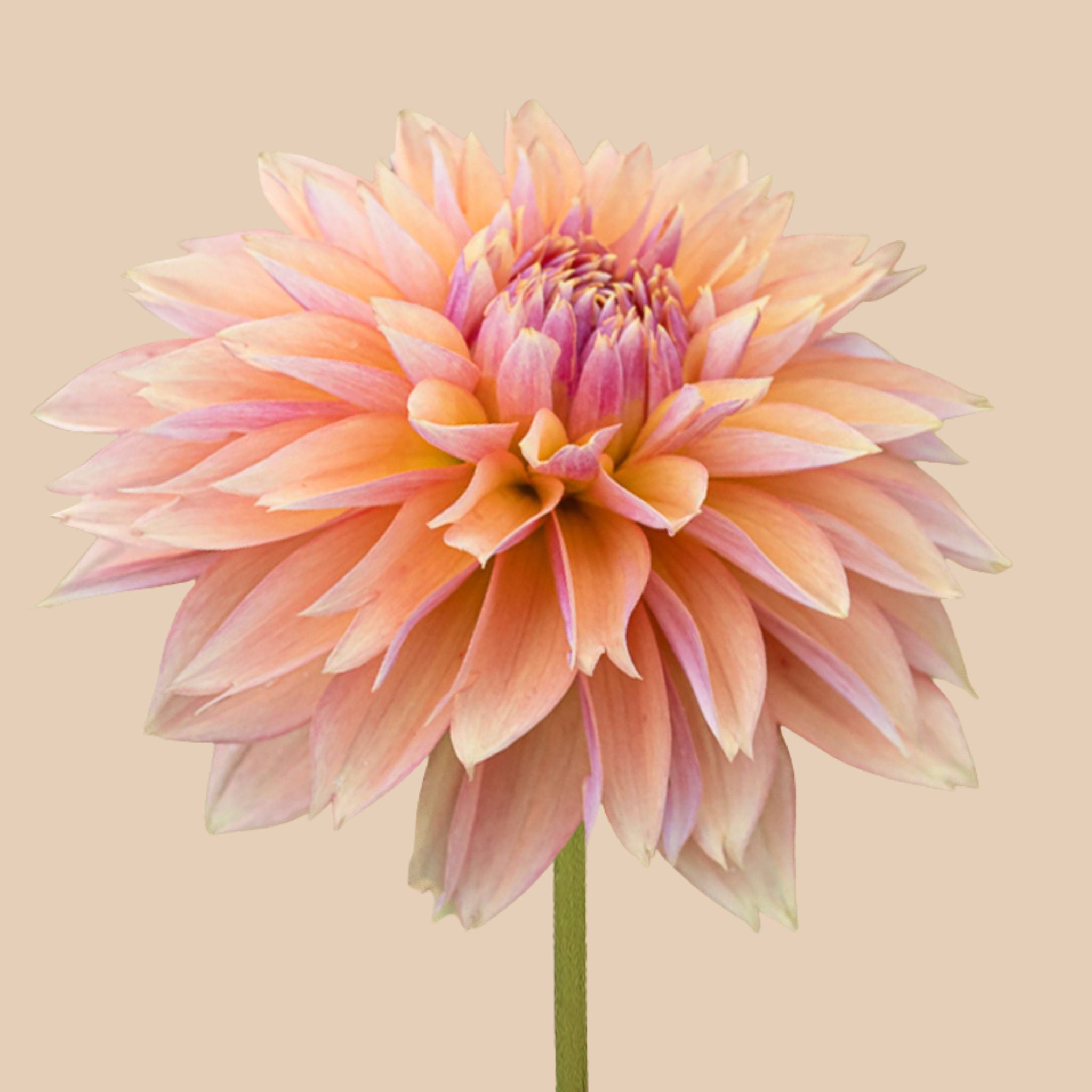 Dahlia ‘Kick Off’| Decoratieve dahlia in perzik, roze en goud – The ...