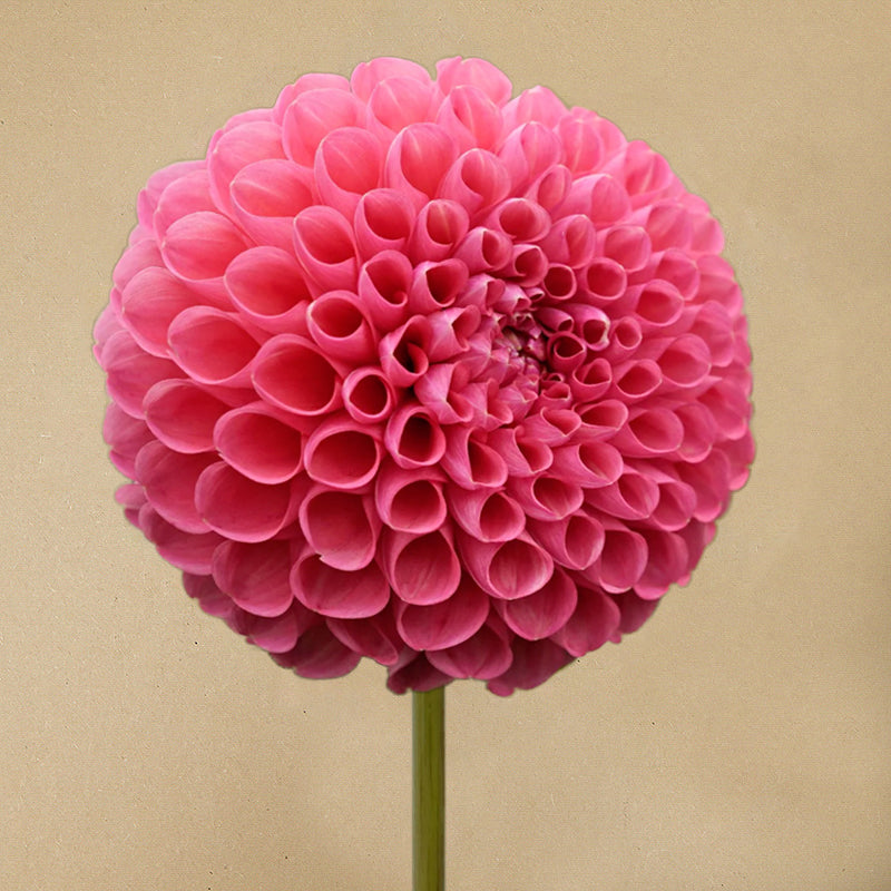 Dahlia ‘Jowey Frambo’ | Frambooskleurige baldahlia – The Blooming Company