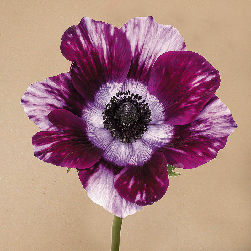 Anemone Mistral Tigre Wine – The Blooming Company